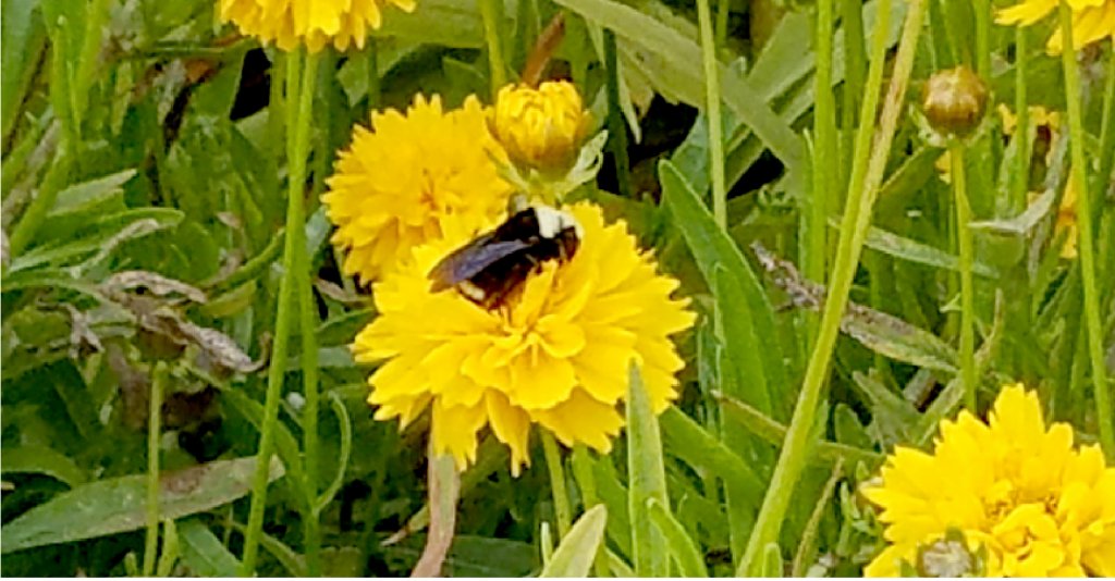 California Home to Hundreds of Native Bees - Potrero View